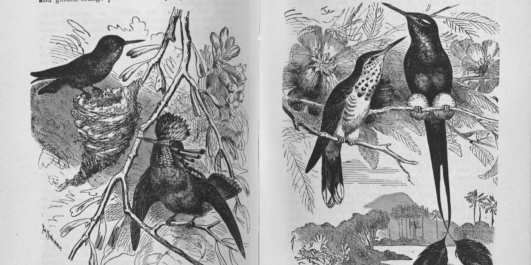 'Origin of Species' Out in the World for the First Time